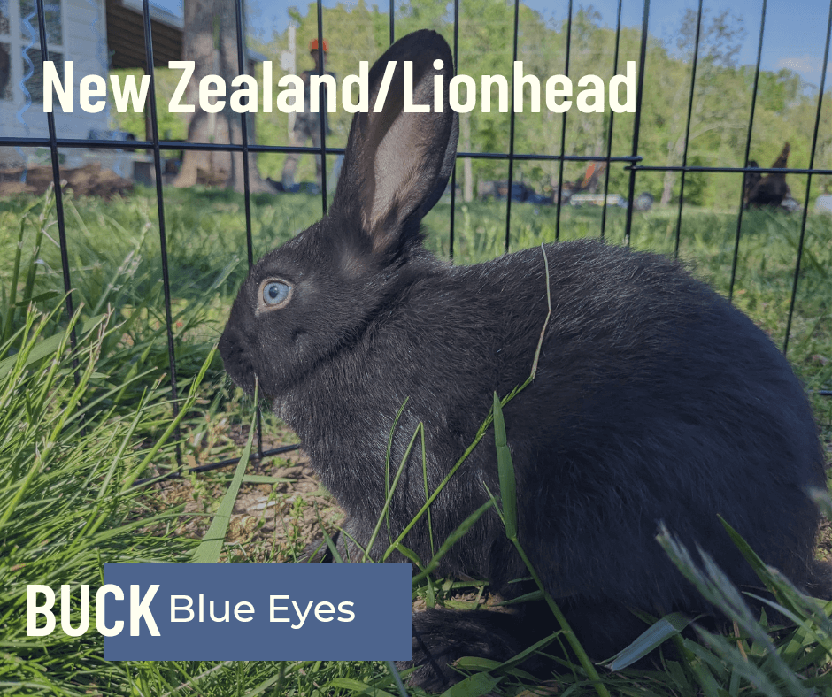 Rabbits available! (New Zealand/Lionhead cross) - Red Torch Farm